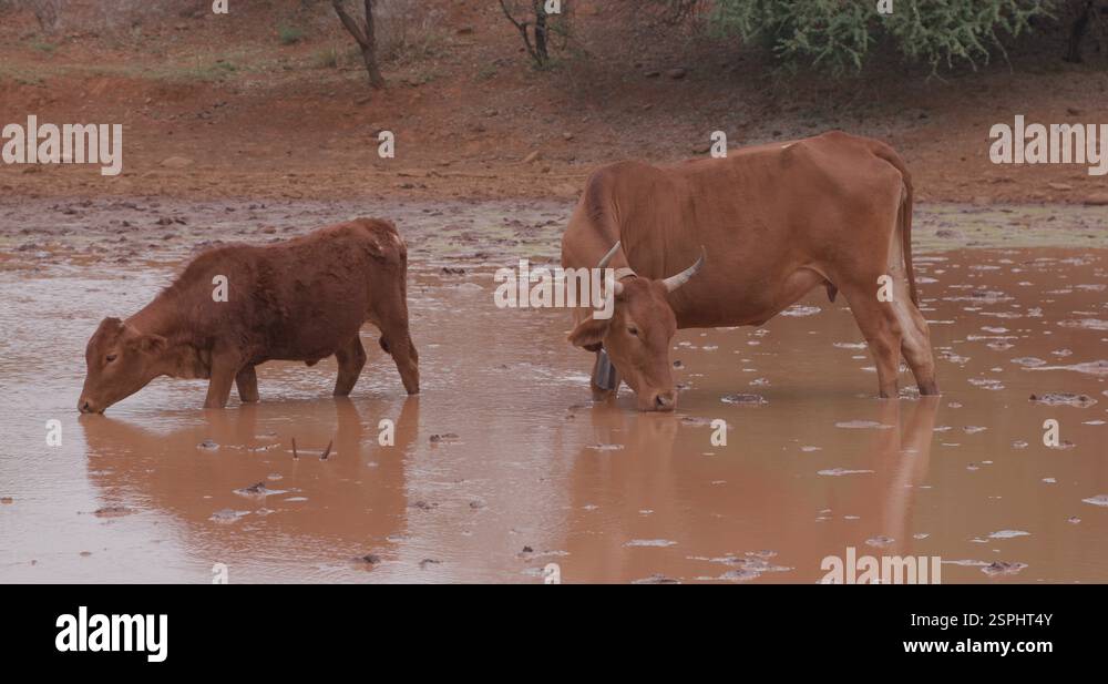 Climate change, drought. Cow drinking dirty water drought stricken area ...