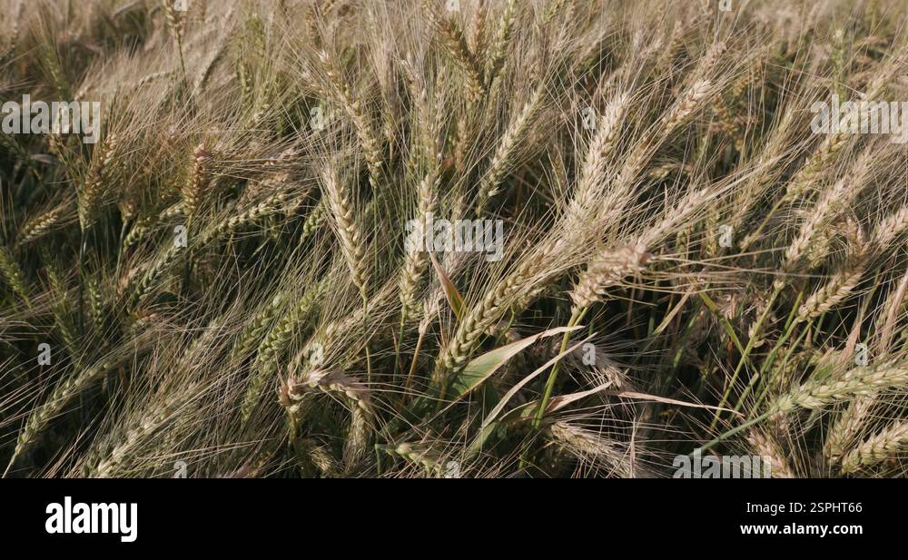 Tilt up close-up shot of wheat ears on a large scale industrial farm ...