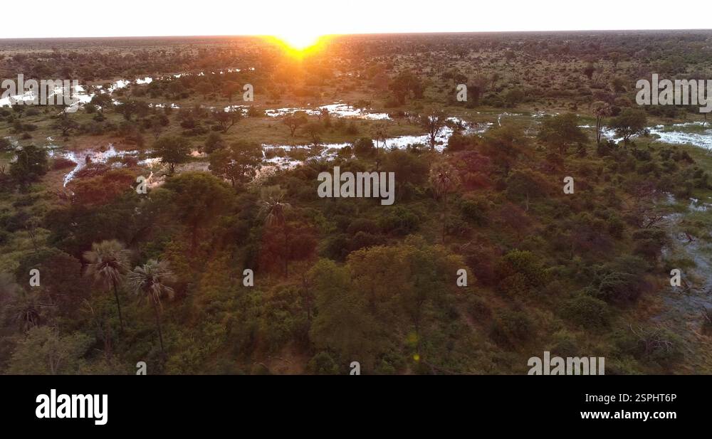 Aerial panning sunrise view over palm trees and waterways of the ...