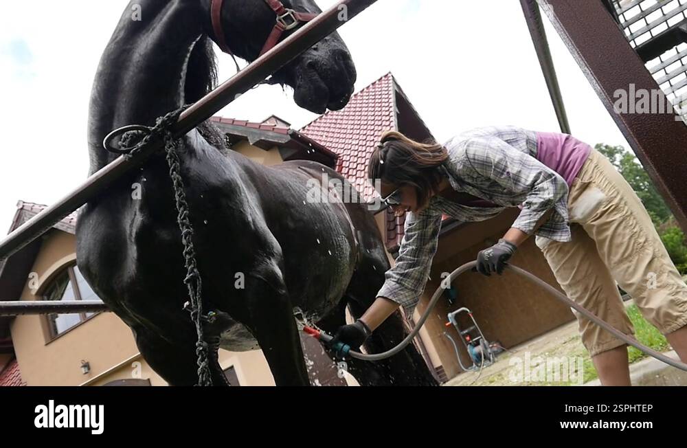 Stable female worker young woman cares washes the horse with water jet ...