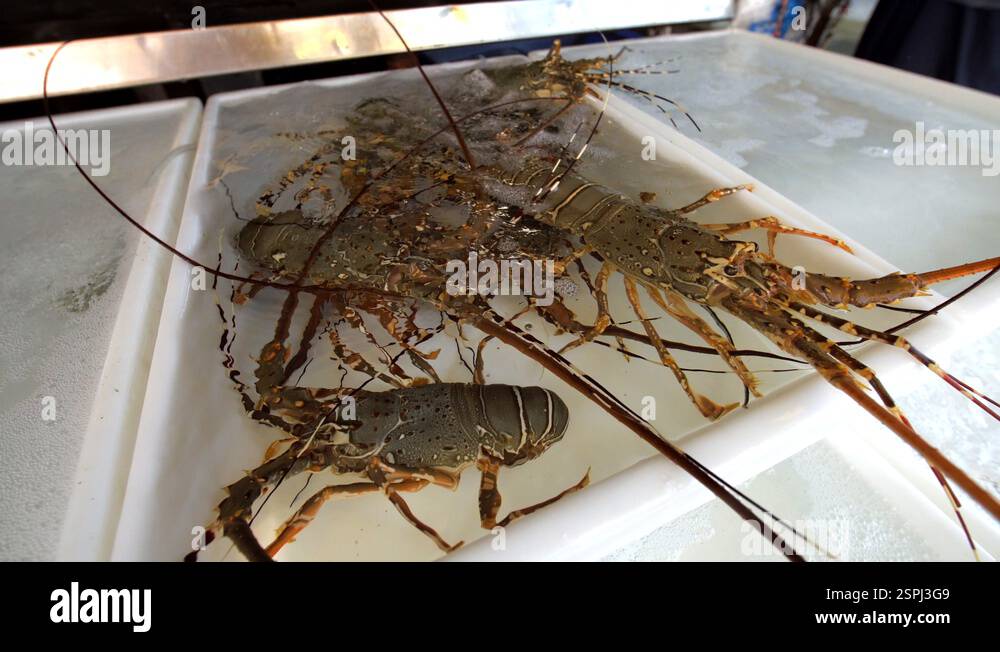 Alive lobsters in containers with water at famous Rawai fish market ...