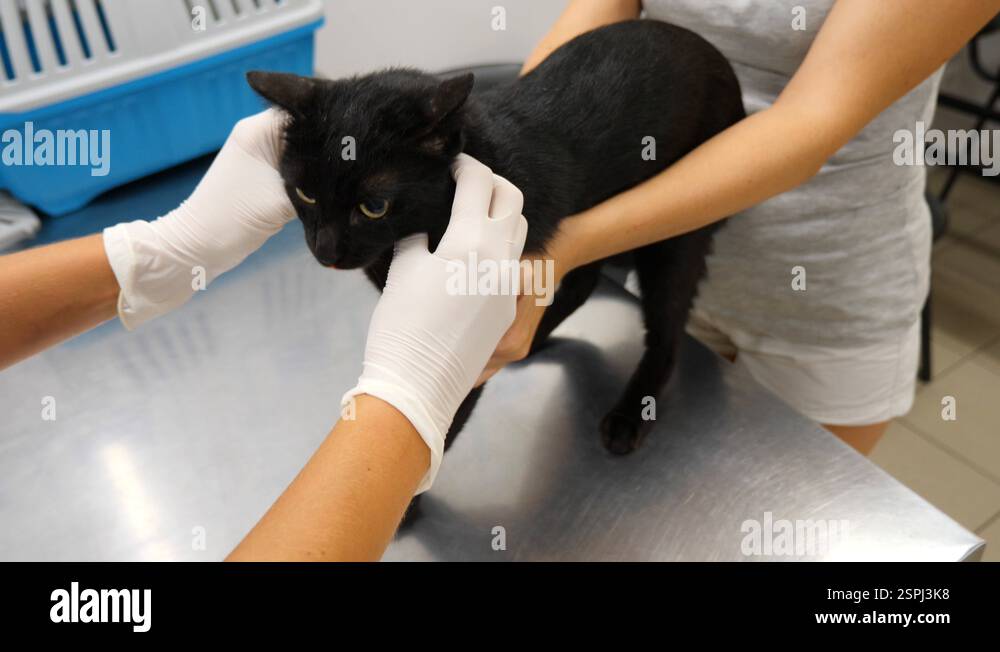 Veterinarian doctor checking cat at a vet clinic. 4K. Slow motion Stock ...