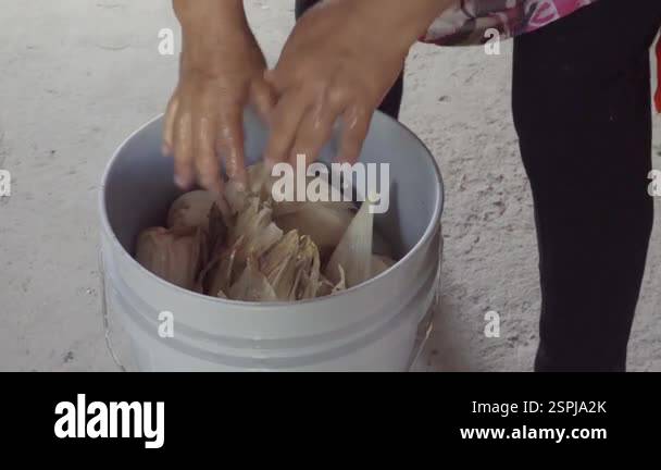 Traditional Mexican tamale making process showcasing ingredient ...