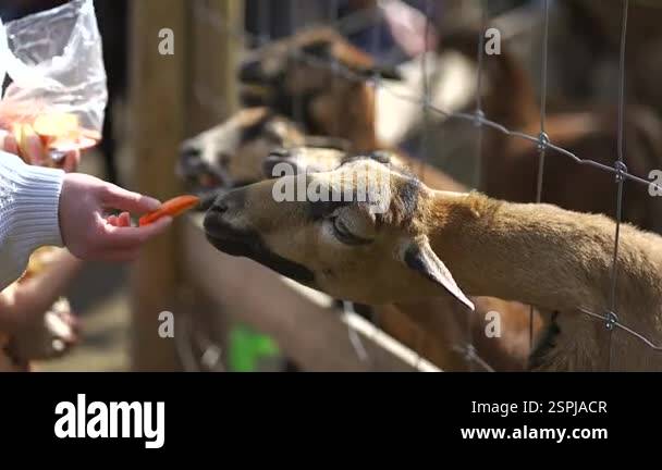 Guests interact with and feed Cameroon goats at an eco-farm. Lively ...