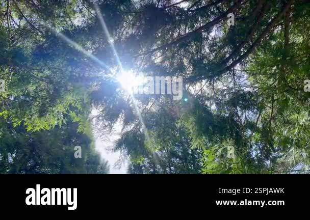 Sunlight peeks through the branches of tall trees, casting dappled ...