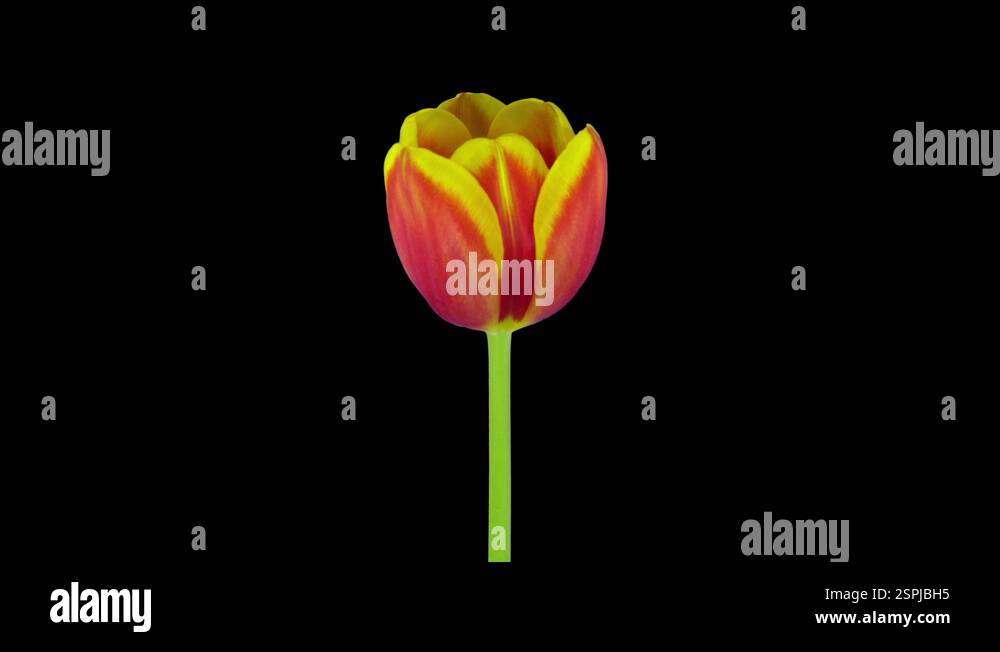 Growing, opening and rotating red-yellow tulip in RGB + ALPHA matte ...