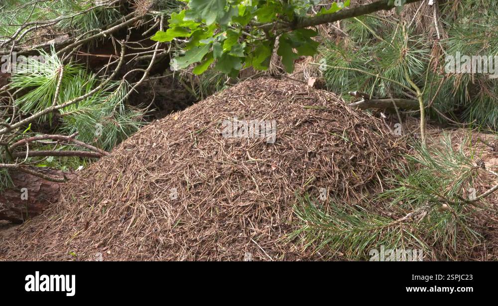 Conical mound Stock Videos & Footage - HD and 4K Video Clips - Alamy