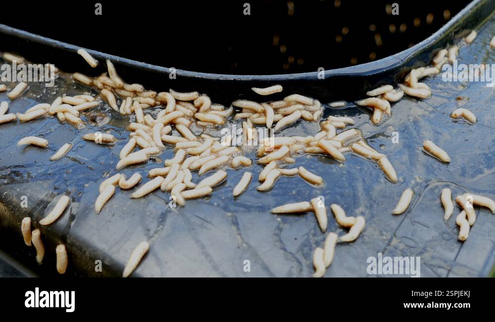 Swarm of maggots crawling on a plastic bin Stock Video Footage - Alamy