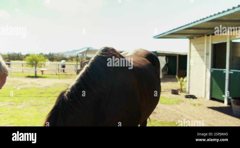 Girl caressing the horse in the ranch 4k Stock Video Footage - Alamy