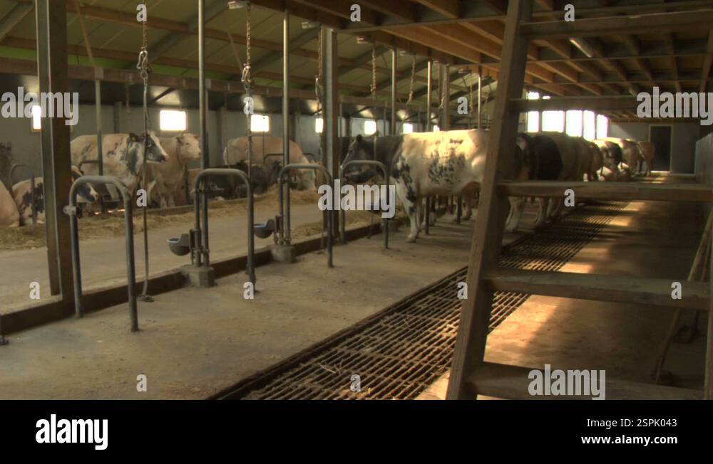 cows in a stable Stock Video Footage - Alamy