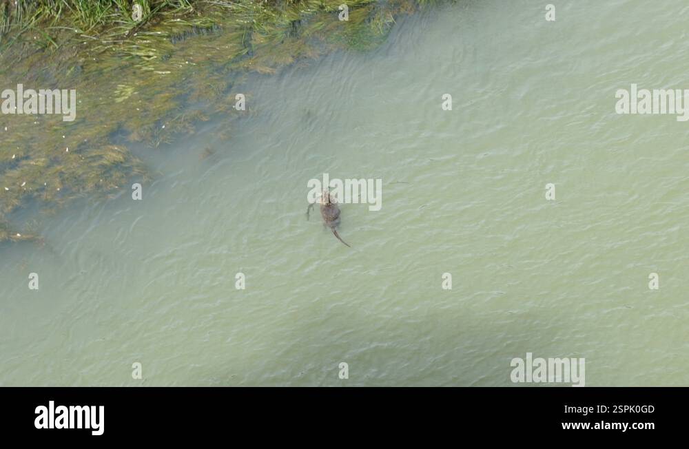 Nutria floating with a stick in its paws in Tiber river, slowmo HD ...
