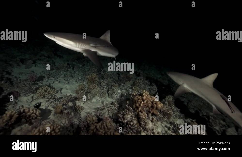 grey reef sharks hunting at night on a coral reef in french polynesia ...