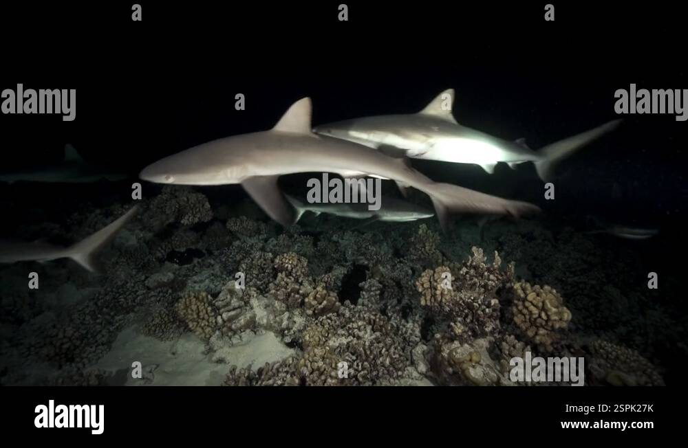 grey reef sharks hunting at night on a coral reef in french polynesia ...