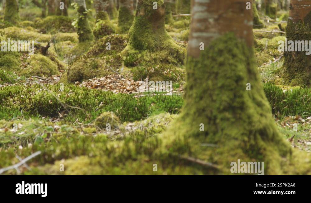 Rack Focus Shot Of Moss Covered Forest Ground Stock Video Footage - Alamy