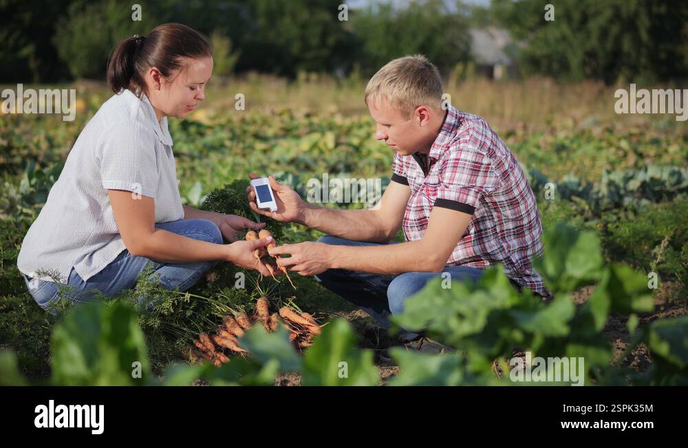 Carrot Analysis On Nitrates And Radiation Stock Video Footage - Alamy