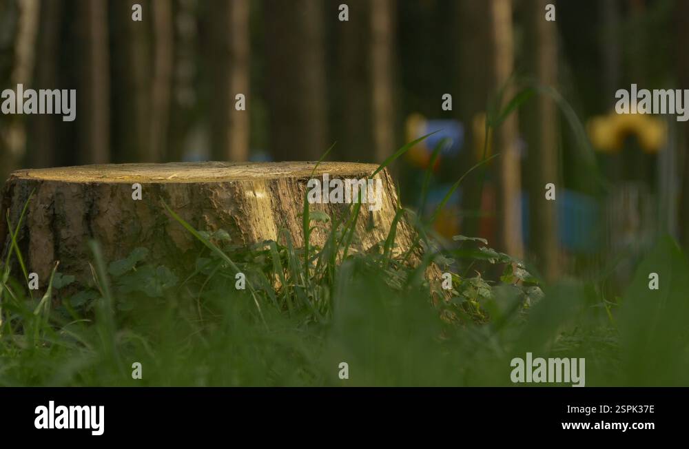 View Of Tree Stump And Fresh Green Grass In Pine Park Under The Wind ...