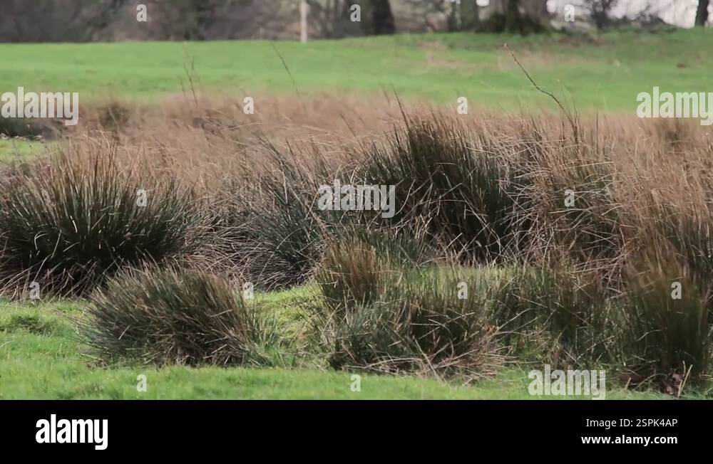 Tall English Grass blows in the wind of the Peak District Stock Video ...