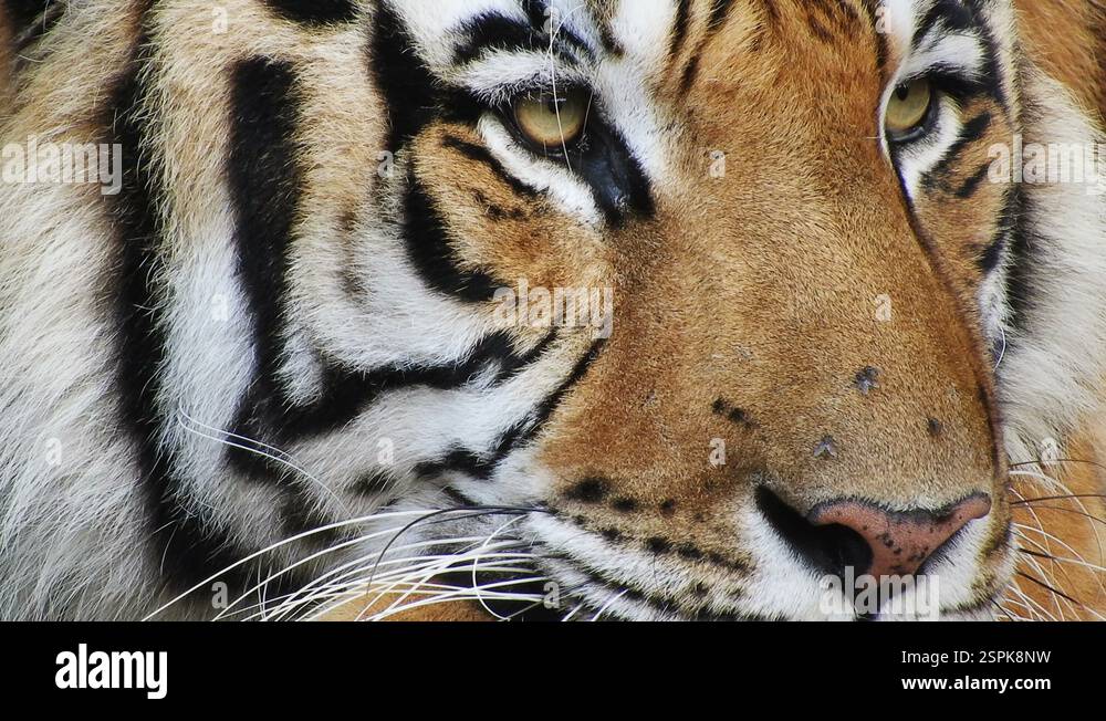 Bengal Tiger full frame 4k Portrait facial close up looking far right ...