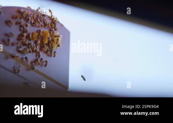 Small swarm of bees on a window shutter. Many small bees move from the ...