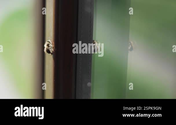 Small bee alone on a window. Social animal warms up in the sun. Glass ...