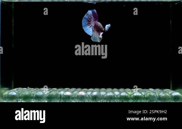 Betta fish Fancy Dumbo Purple Halfmoon from Thailand, Siamese fighting ...