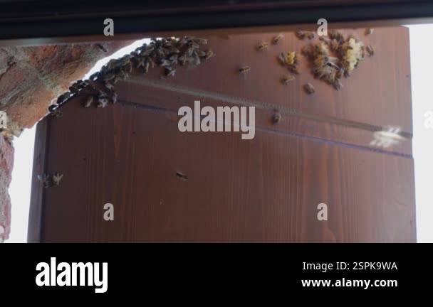 Hand of a beekeeper gently moves the bees from a window shutter with a ...