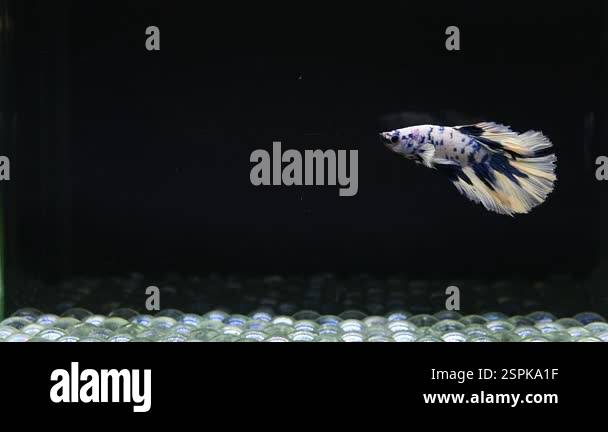 Betta fish Fancy Blue Marble Halfmoon from Thailand, Siamese fighting ...
