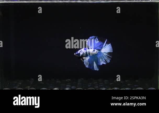 Betta fish Fancy Blue Marble Halfmoon from Thailand, Siamese fighting ...
