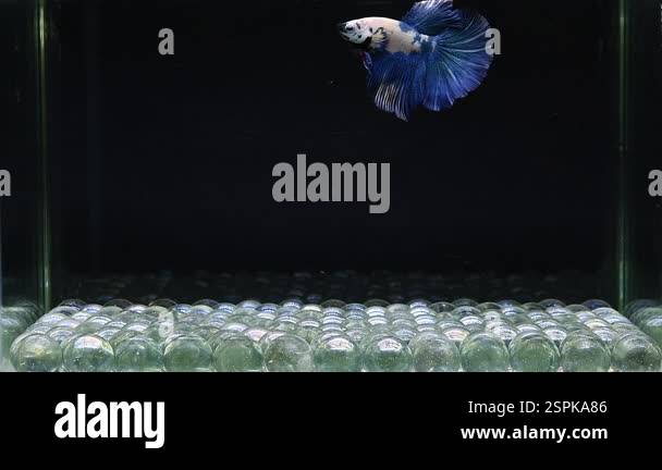 Betta fish Fancy Blue Marble Halfmoon from Thailand, Siamese fighting ...