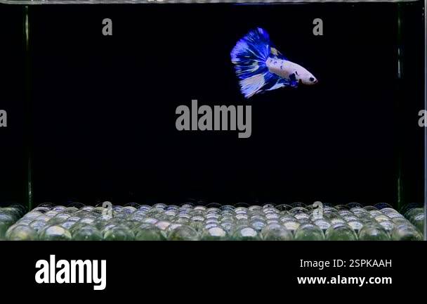 Betta fish Fancy Blue Marble Halfmoon from Thailand, Siamese fighting ...