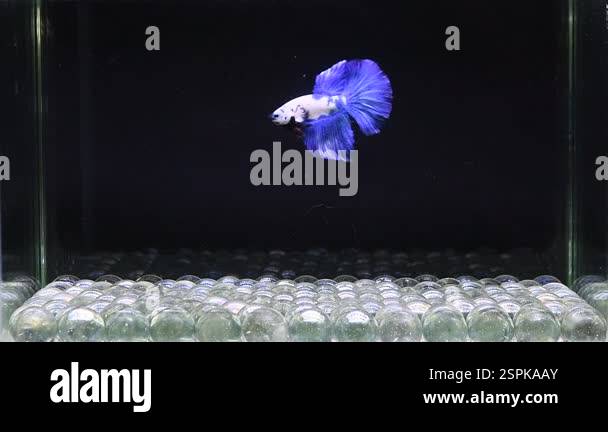 Betta fish Fancy Blue Marble Halfmoon from Thailand, Siamese fighting ...