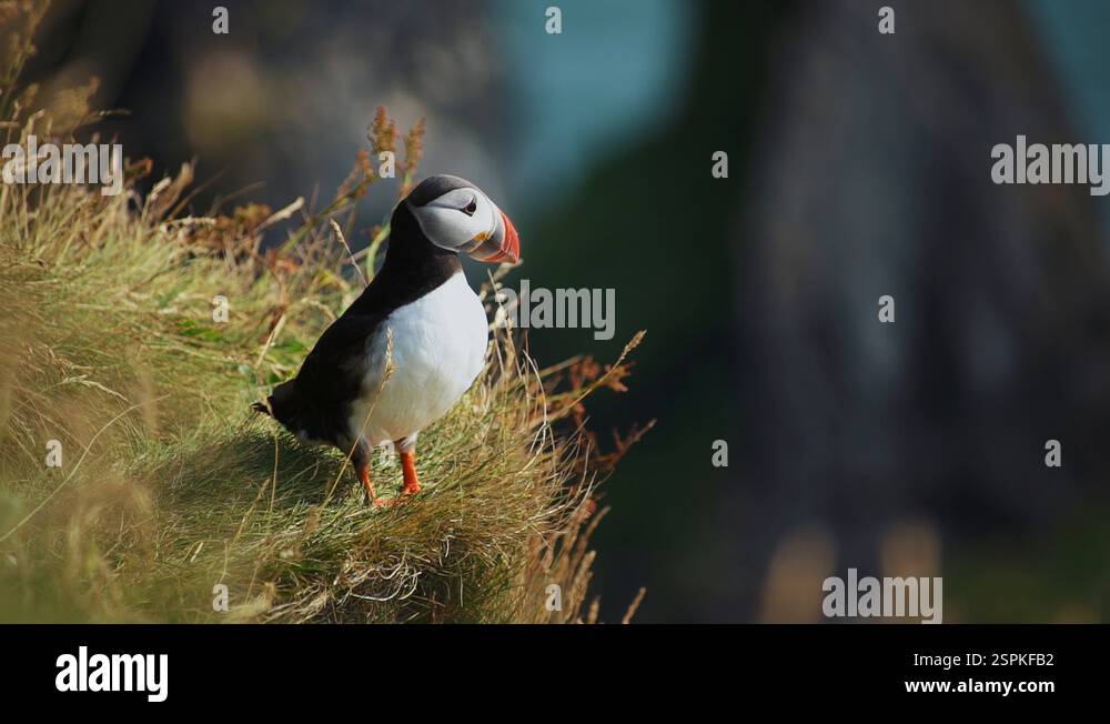 Atlantic Puffins at latrabjarg rock border Stock Video Footage - Alamy