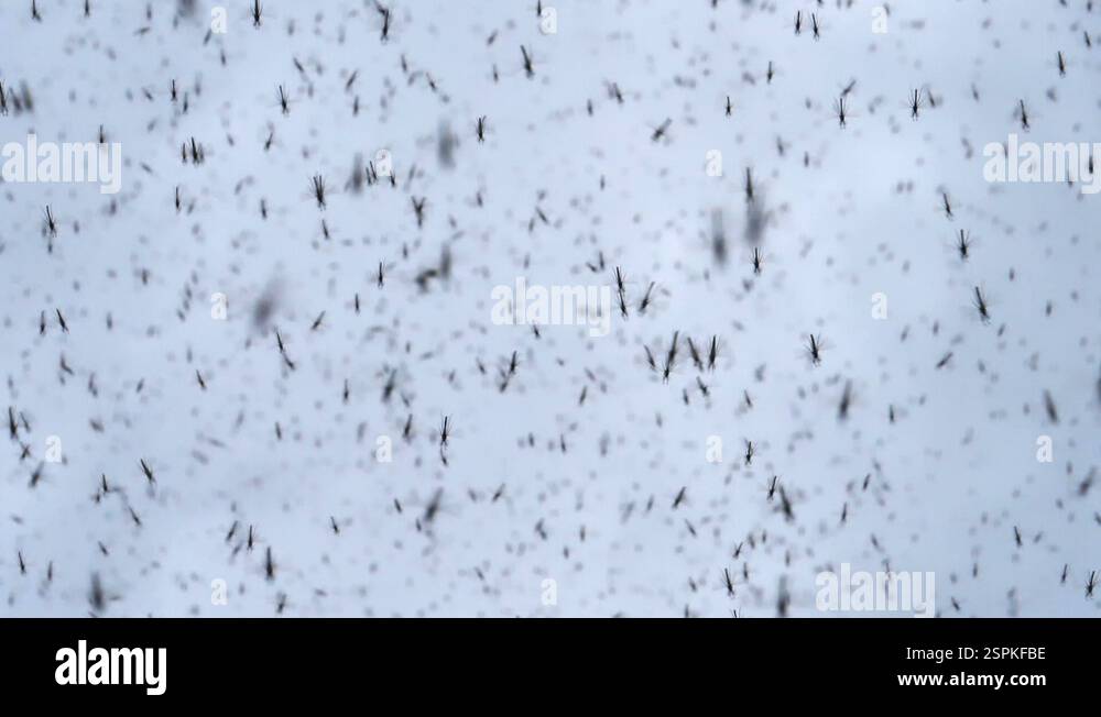 Bugcloud Stock Videos & Footage - HD and 4K Video Clips - Alamy