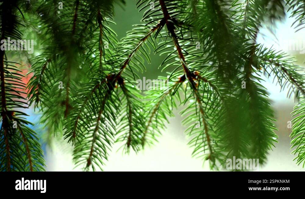 lovely green sprigs of spruce in the raining Stock Video Footage - Alamy