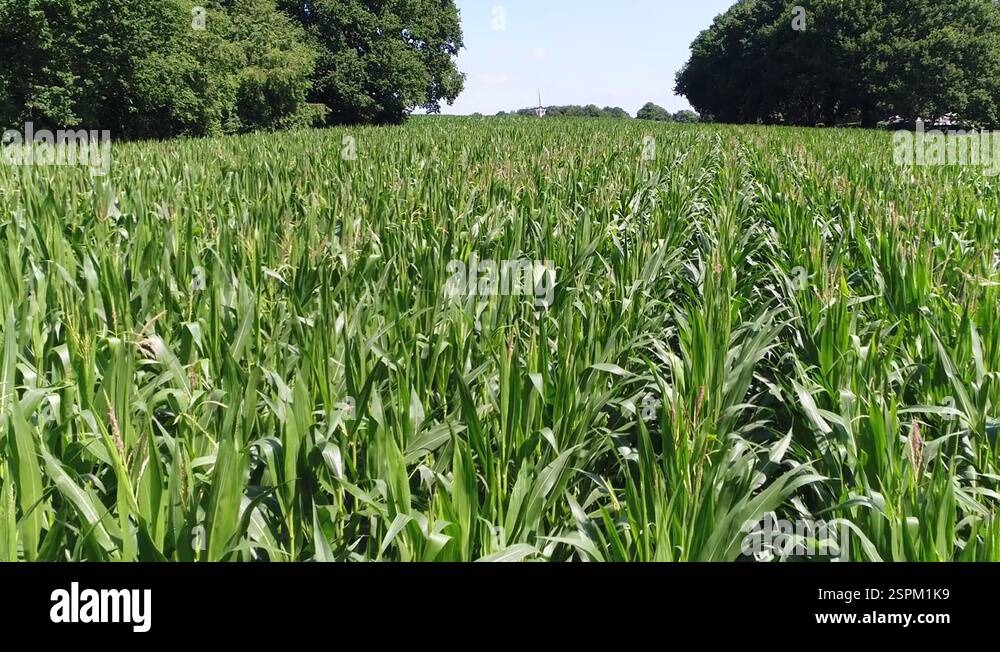 Slow and low altitude aerial of corn field green plants 4k Stock Video ...