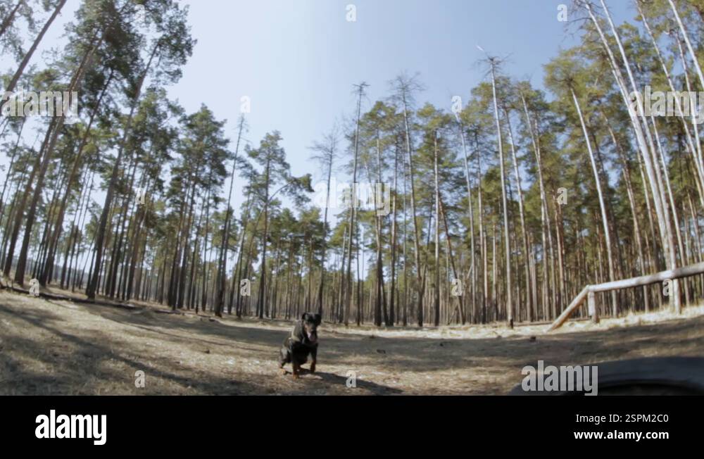 Doberman training in the woods, jumping on the tables Stock Video ...