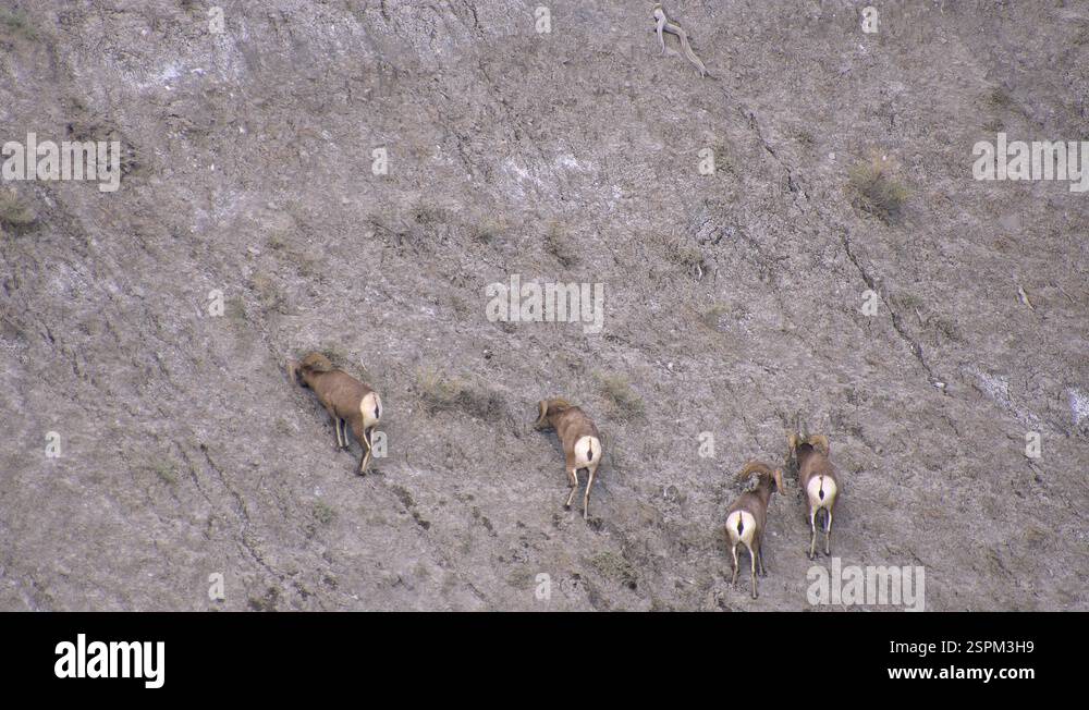 Four bighorn sheep digging and licking dirt on hillside Stock Video ...