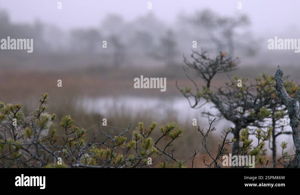 Morning in bog with fog focus change Stock Video Footage - Alamy