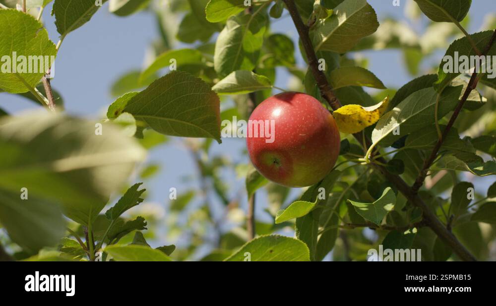 Beautiful red apple on tree Stock Videos & Footage - HD and 4K Video ...