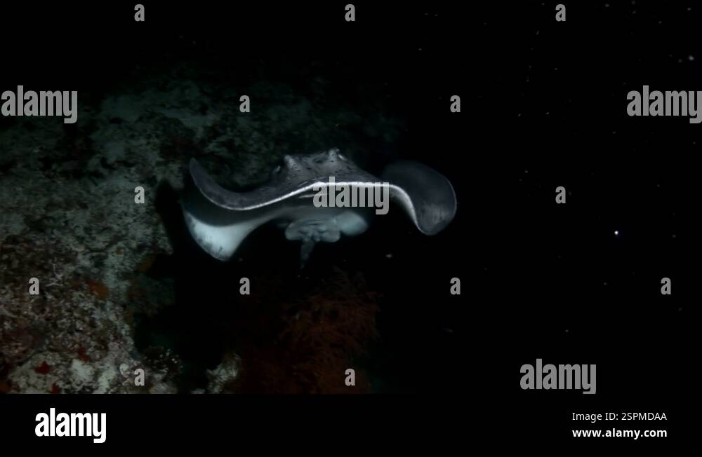 Manta ray ramp fish underwater on background of amazing seabed in ...