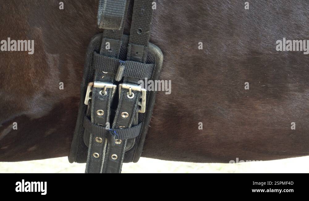 Stirrup of the saddle close-up. Detail of a horse saddle. Horseback ...
