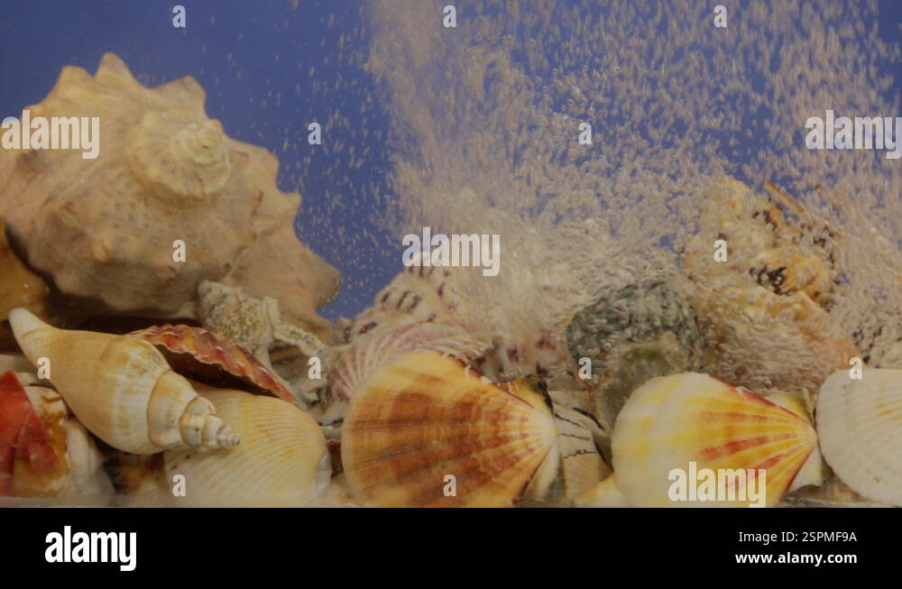 Stream of bubbles in blue water and sea shells Stock Video Footage - Alamy