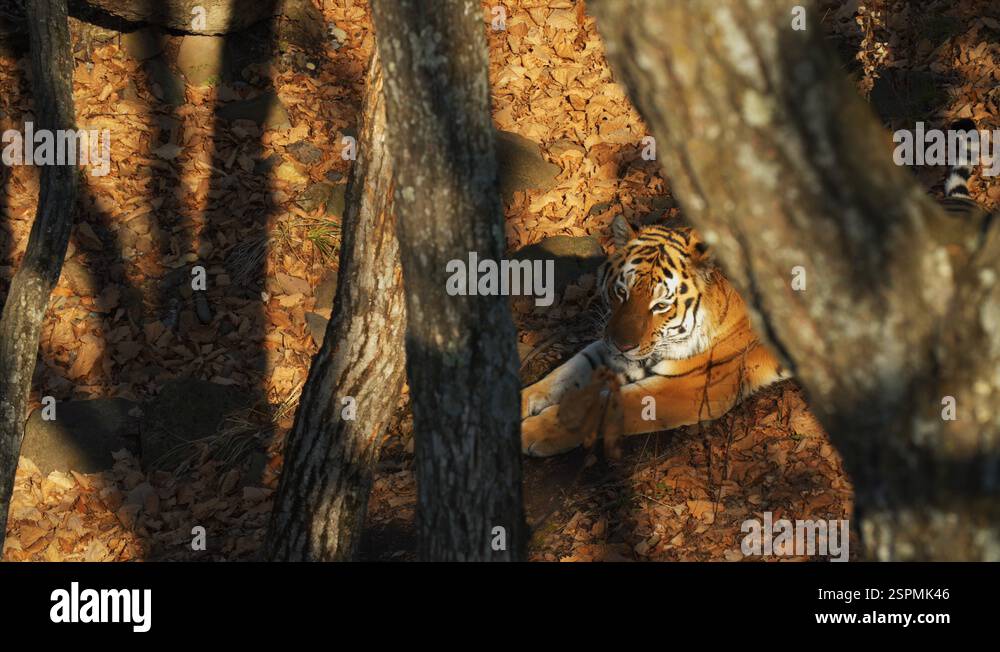 Beautiful amur or ussuri tiger is lying in Primorsky Safari park ...