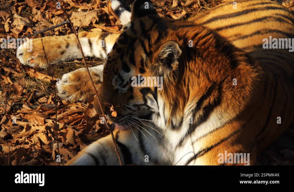Portrait of amur tiger lying and washing itself. Primorsky Safari park ...