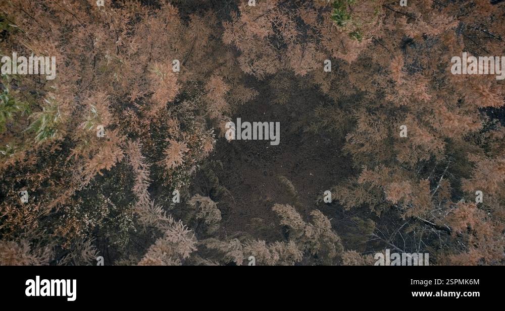 Aerial: Flying over forest fire devastation that was destroyed wildfire ...