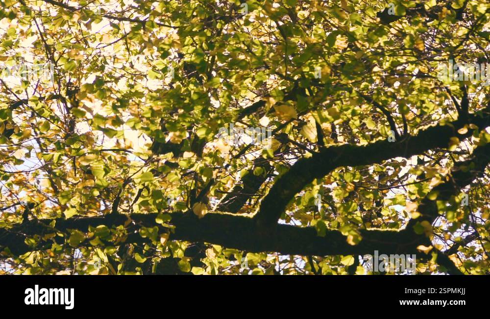 leaf falling Stock Video Footage - Alamy
