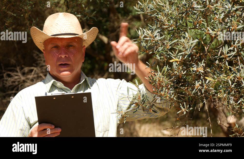 Farmer with Clipboard in Hand Talking in Olive Tree Plantation Stock ...