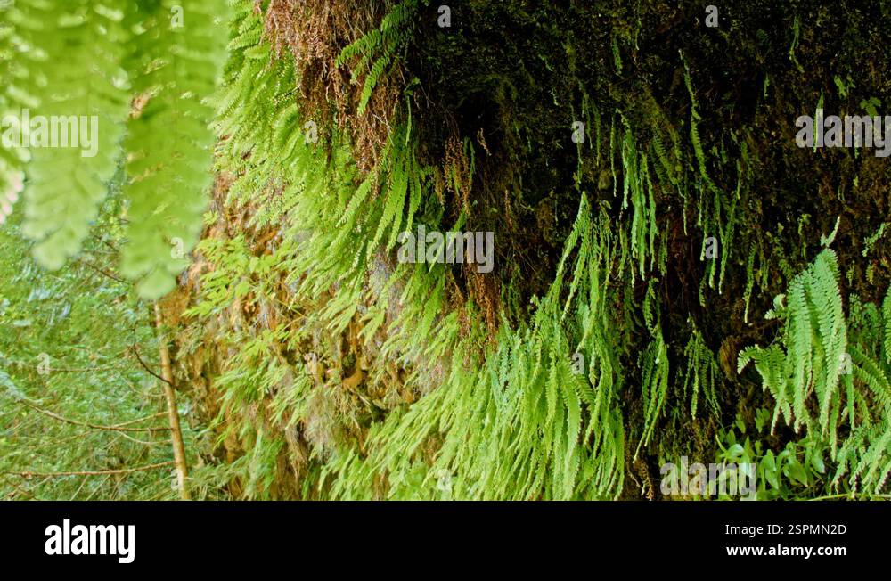 Columbia River Gorge Oregon Dripping forest ferns underneath waterfall ...