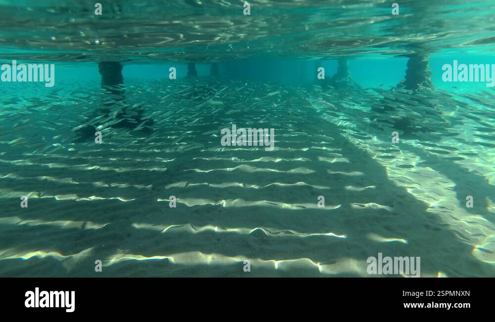 Massive school of Hardyhead Silverside (Atherinomorus lacunosus) swims ...