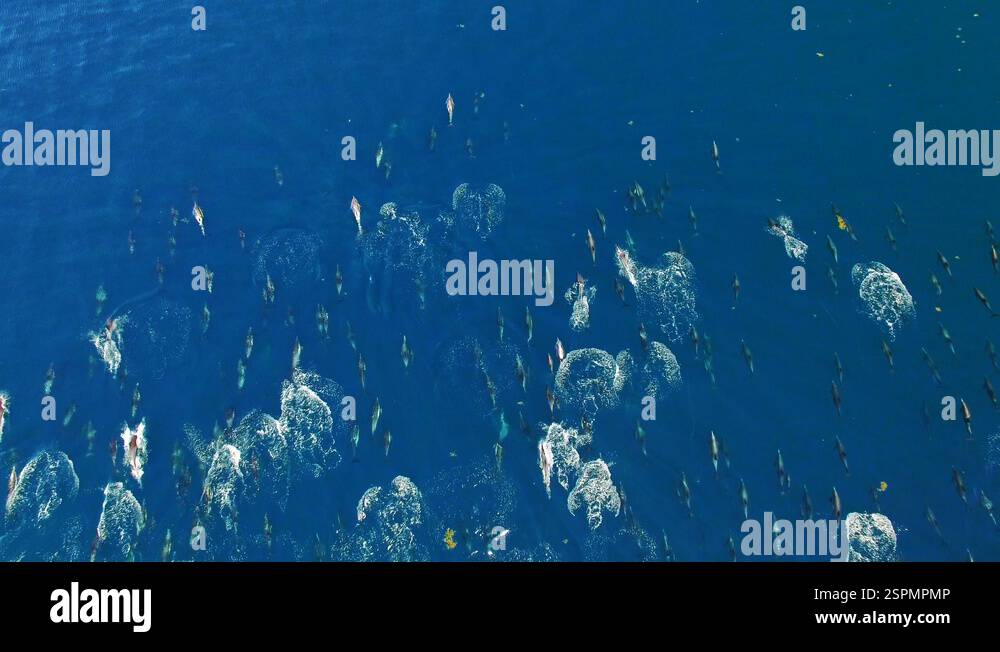 Dolphin Mega Pod 4K Aerial Stock Video Footage - Alamy